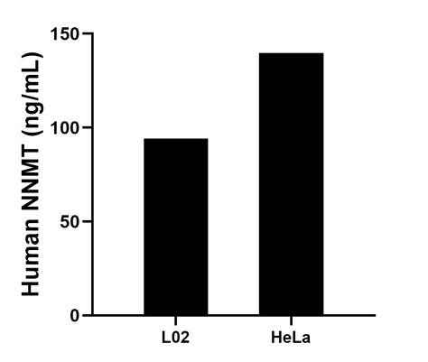 Nnmt Antibody 84876 3 Pbs Proteintech