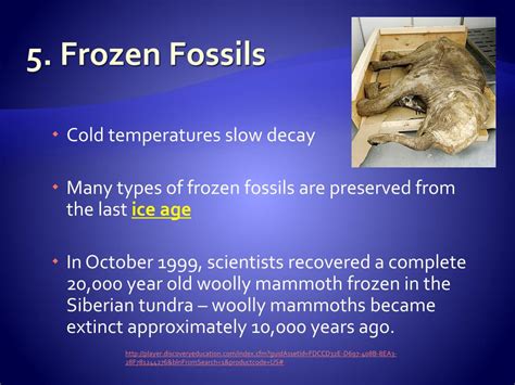 Ppt The Rock And Fossil Record Powerpoint Presentation Free Download