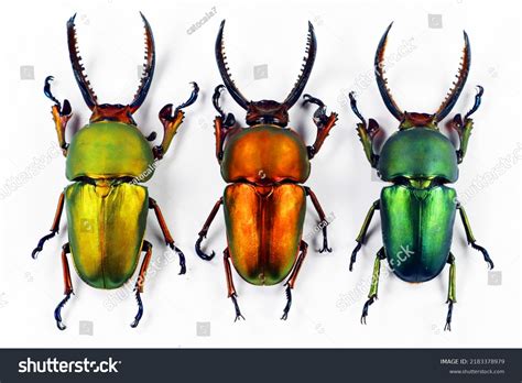 2 057 Rainbow Beetle 图片、库存照片和矢量图 Shutterstock