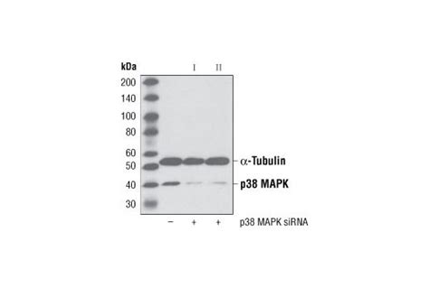 P38 Mapk Antibody Cell Signaling Technology