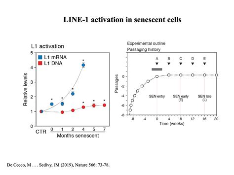 Fifty Years Of Reverse Transcriptase John M Sedivy Retrotransposon