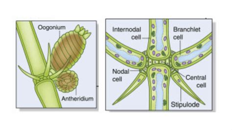 Chara Characteristics Classification And Reproduction