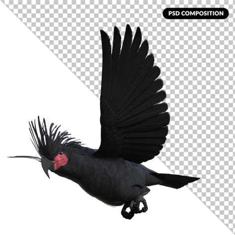 Black Cockatoo Psd High Quality Free Psd Templates For Download