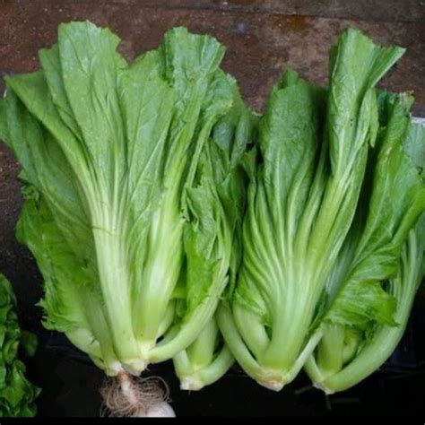 SAYUR SAWI PAHIT PER KG ABM STORE