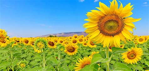 နေကြာစိုက်ပျိုးထွက်ရှိမှုနှင့် ဈေးကွက် အခြေအနေ Consumer