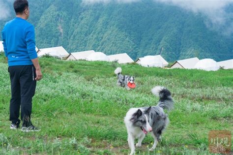 C视频｜跟着主人游山玩水 宠物们变身暑假“旅游达人”四川在线