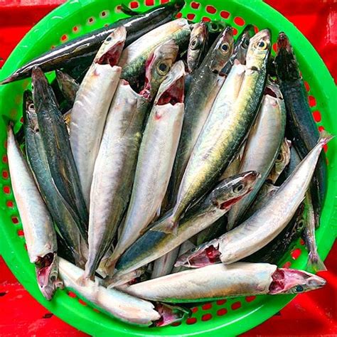 100g Cá Nục Bao Nhiêu Calo Lợi Ích Và Cách Chế Biến Tốt Nhất