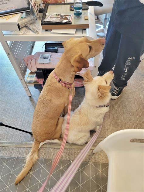 반려생활 [애견동반 사진관] 귀여운 컨셉 사진 찍어요 동반 스튜디오 사진관 열두달