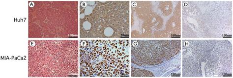 Histochemistry And Immunohistochemistry Of Tumour Sections At Day 35 Download Scientific