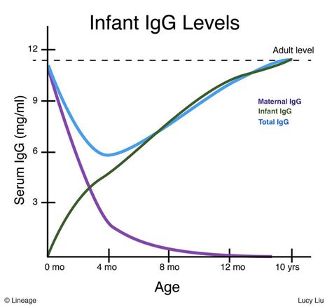 Transient Hypogammaglobulinemia Of Infancy Immunology Medbullets Step 1
