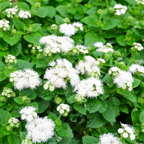 Ageratum Houstonianum White Floss Flower Siteone Us