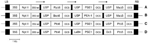 T Dna Of The Binary Vectors Used For Plant Transformation Download Scientific Diagram