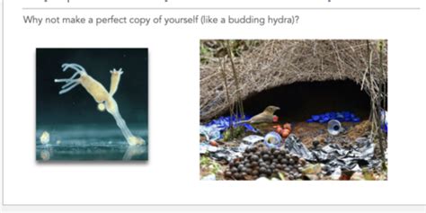 Lecture Reproduction Part Flashcards Quizlet