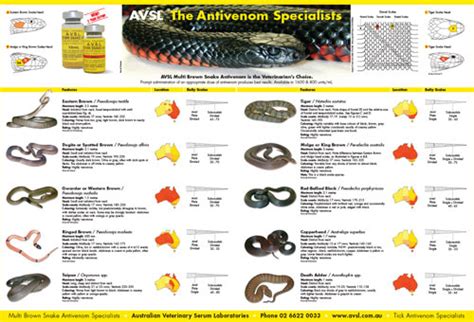 Australian Snakes Identification