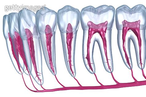 Dental Root Anatomy Xray View Medically Accurate Dental 3d