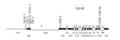 Structure Of The Carrot Gene Coding For Dihydrofolate Download Scientific Diagram