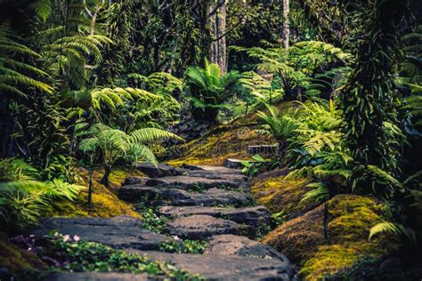 Hiking Trails Simulating Tropical Forests Travel Stock Photo Image Of