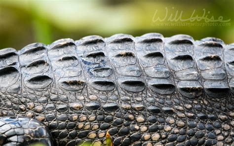 Alligator Osteoderm Armor Okefenokee Photography Project By William Wise