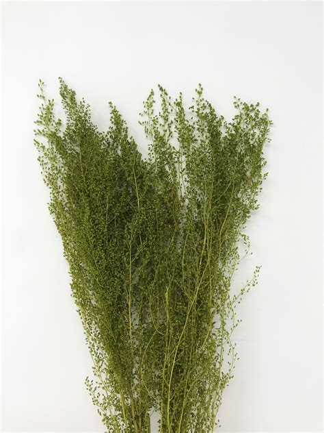 Shower Grass Green Color 25g Dried Flower Hoe Decor Floral Arrangement
