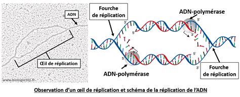 Mitose Et Clone Cellulaire Biologie101