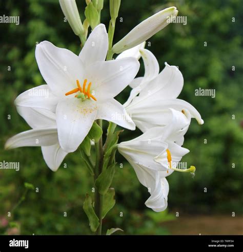 Lilium Candidum Ecured