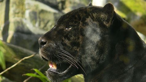 Panther | Full HD Desktop Wallpapers 1080p | 재규어