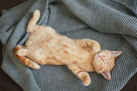He Is So Cute While Sleeping Raww