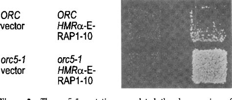 Figure 2 From The Origin Recognition Complex In Silencing Cell Cycle Progression And Dna