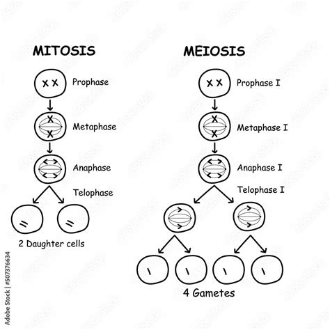 Poster Mitosis And Meiosis Diagram Cell Division Wandbild Europosters