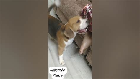 Someone Give Me My Ball Youtube Someone Give Me My Ball Youtube