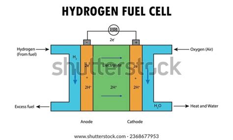 Hydrogen Fuel Cell Diagram 库存矢量图（免版税）2368677953 Shutterstock