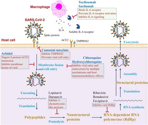 Biology Of Sars Cov 2 Answer Key A Sars Cov 2 Virion Infect