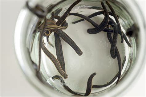 Leeches In Old Medicine