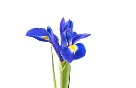 The Hope Grows Iris Movement™ Hope Grows Programs And Services