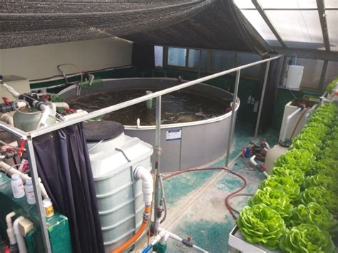 경기도 물고기작물 함께 기르는 아쿠아포닉스 운영