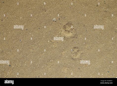 Soil Types Yellow Soil Type Sandy And Hard Rock Yellow Soil Soil