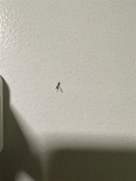 Can Someone Identify This Winged Bug That Has Been Appearing On My Door