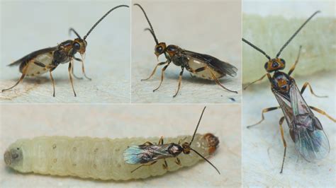 Bracon Habrobracon Hebetor Insecta Hymenoptera Braconidae Galerie