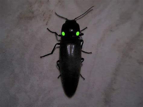 Fireflies In Florida Firefly Atlas