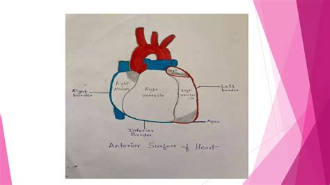 Anatomy Of Left Atrium And Left Ventricle Of The Human Heart Pptx