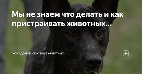 Мы не знаем что делать и как пристраивать животных Хочу Домой