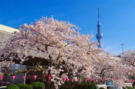 1位は誰もが納得の桜の名所！関東人気お花見スポットランキングtop10 Retrip 花見 お花見 名所