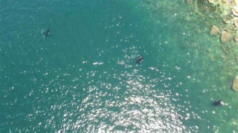 México Ciencia Y Participación Social Para Proteger A Las Gigantes De