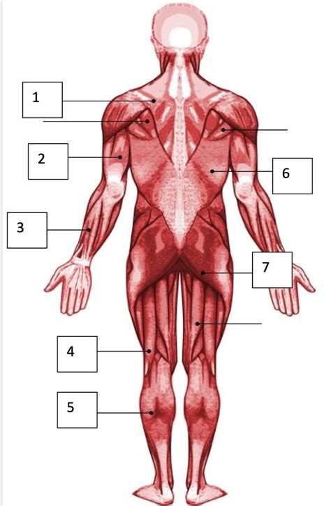 Back Muscle Diagram Diagram Quizlet