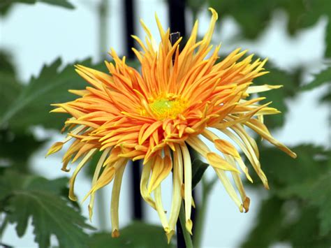 江戸菊 C m Edogiku 科技研花图画书