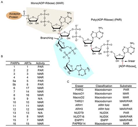 Ijms Free Full Text The Complex Network Of Adp Ribosylation And Dna Repair Emerging