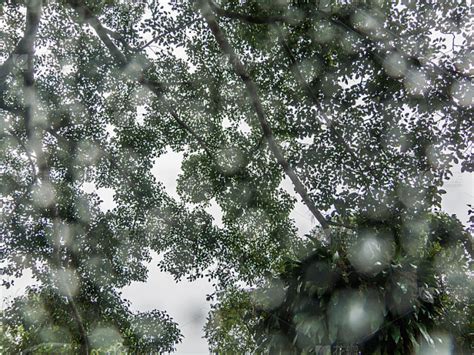 雨滴和模糊的树背景