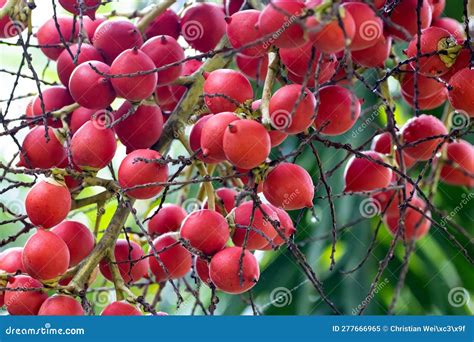 Foxtail Palm Fruits Wodyetia Bifurcata Stock Image Image Of Produce