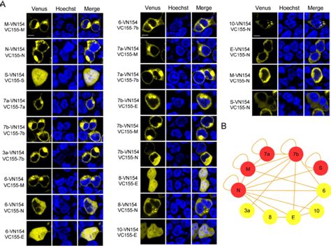 Identification Of The Structural And Accessory Protein Interactions Of Download Scientific
