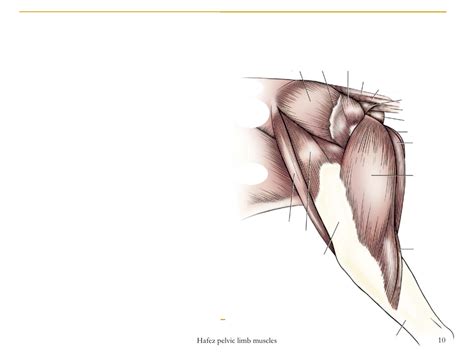 Hindlimb Muscles Diagram Quizlet